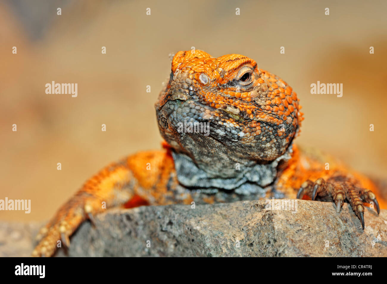 North African Spiny-tailed Lizard or Bell's Dabb Lizard (Uromastyx ...