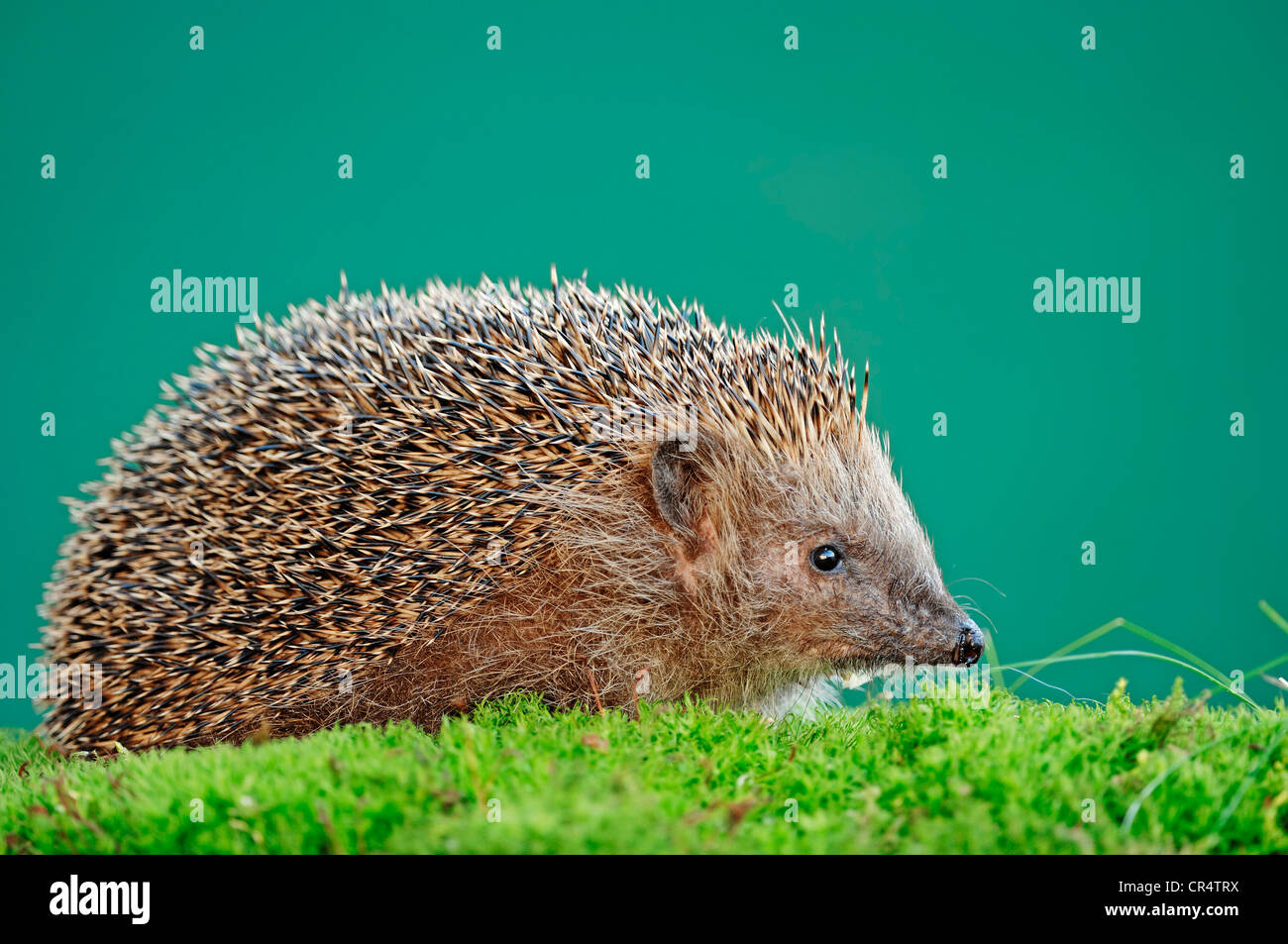 The hedgehog hi-res stock photography and images - Alamy