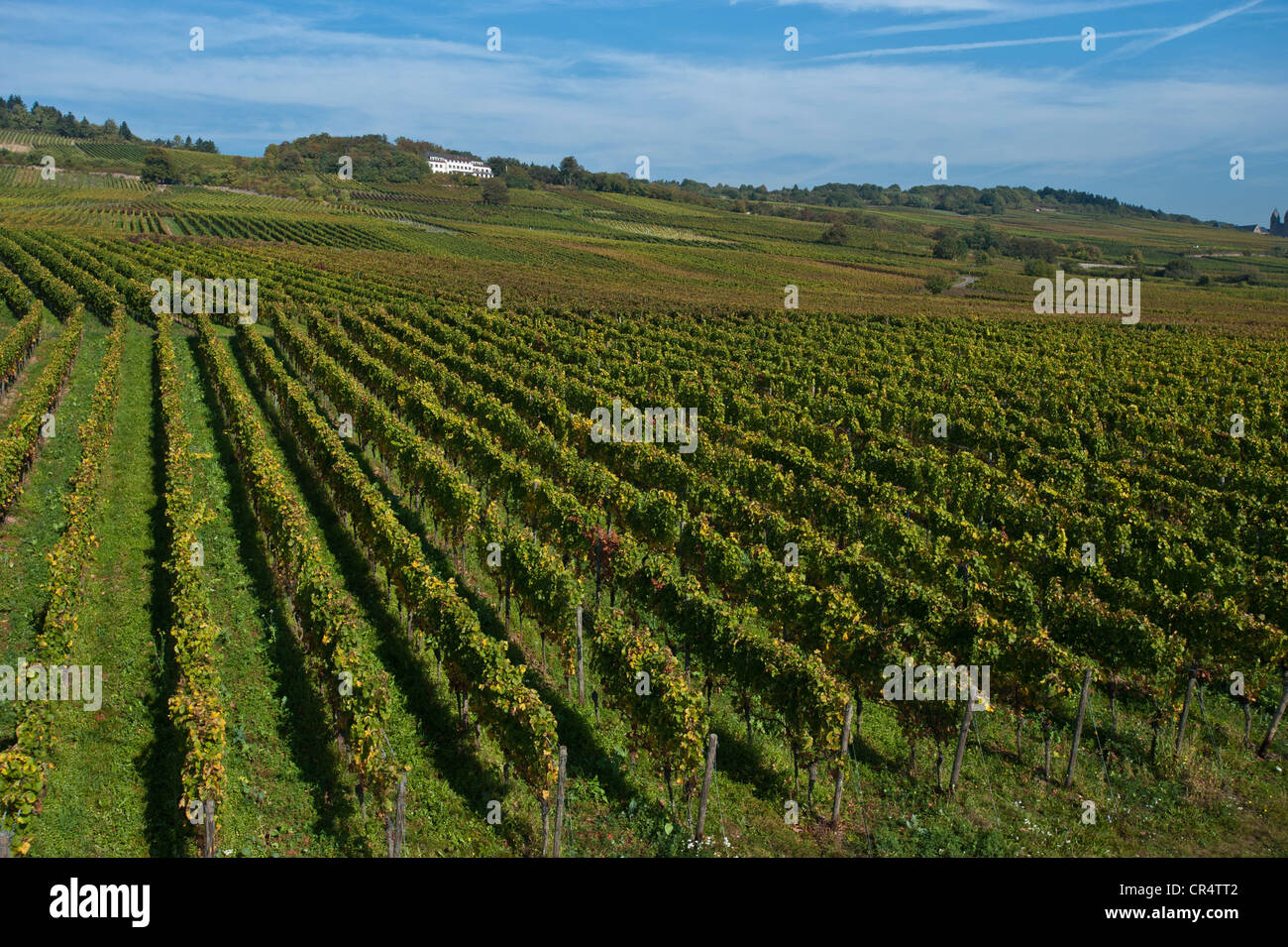 Rheingau Vineyards High Resolution Stock Photography and Images - Alamy