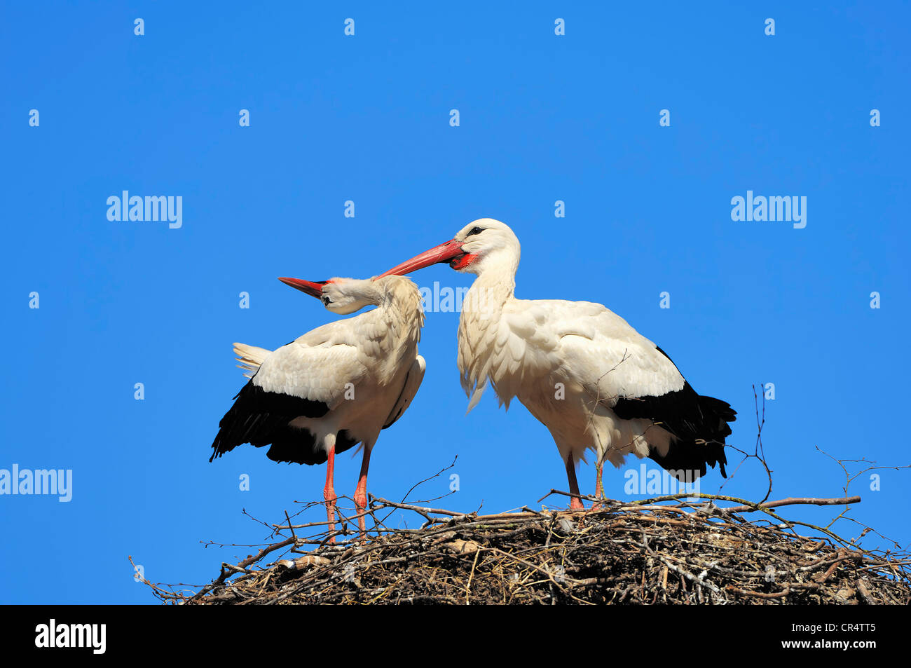 White Storks (Ciconia ciconia), pair clattering on a nest, North Rhine ...