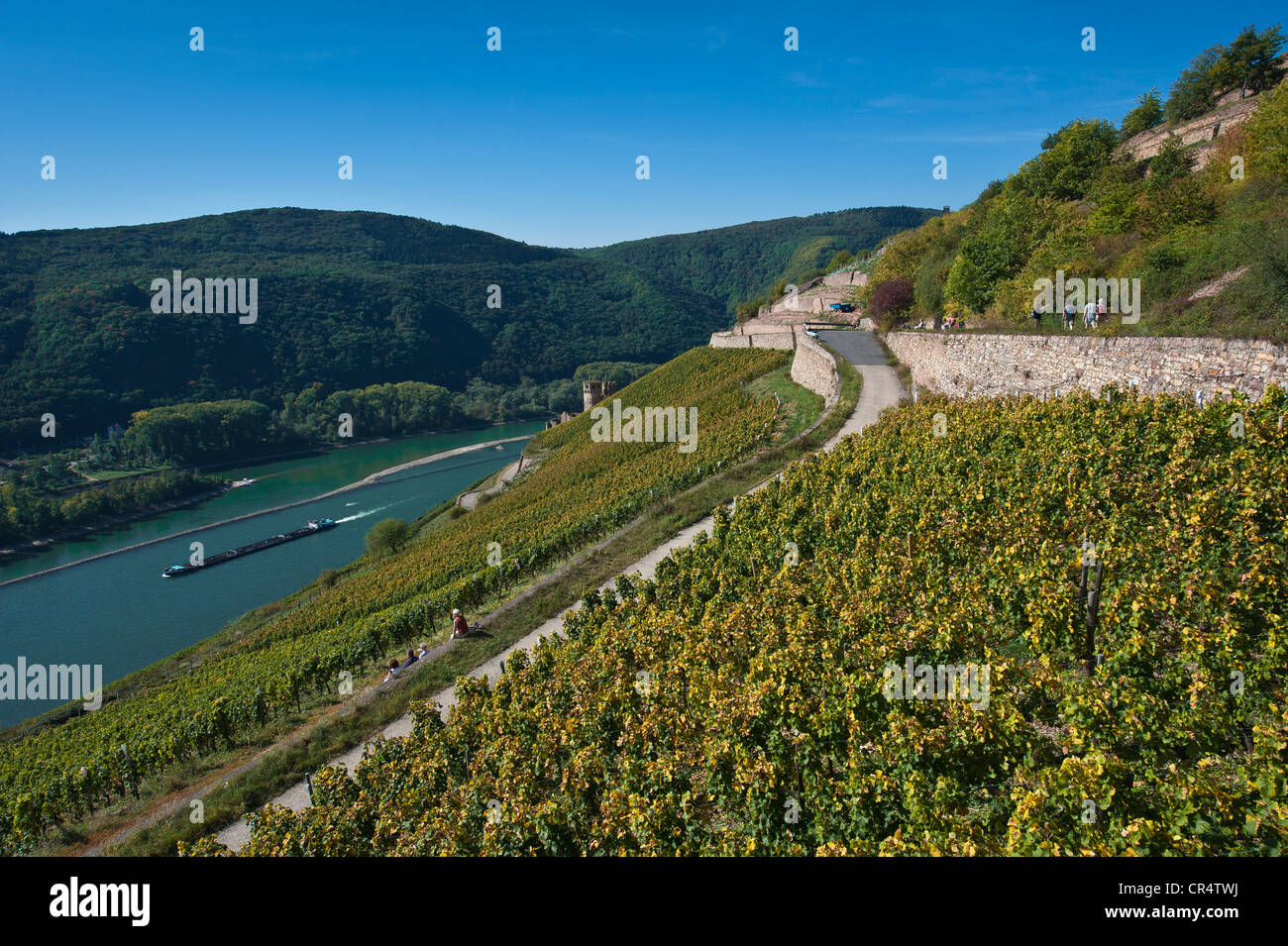Europe germany rhine hesse hi-res stock photography and images - Alamy