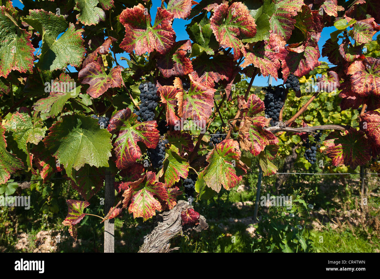 German Vines High Resolution Stock Photography and Images - Alamy
