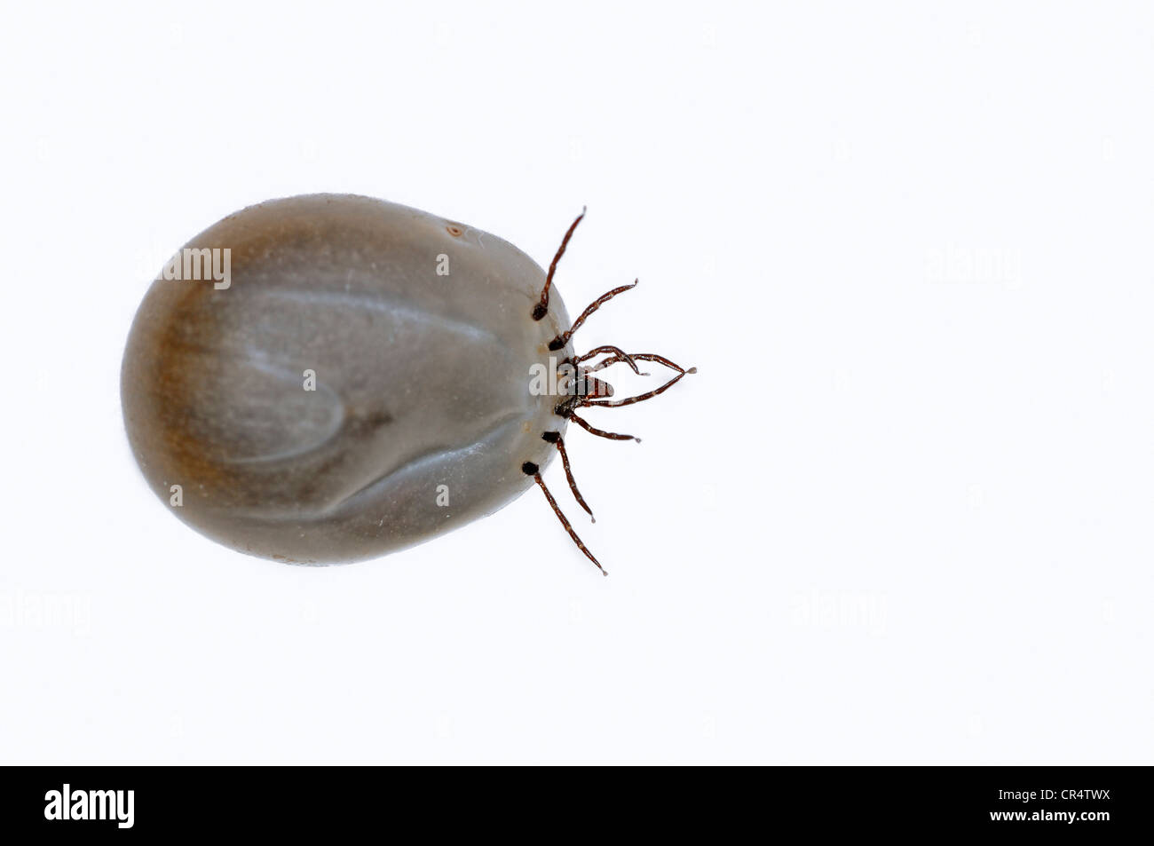 European Castor Bean Tick (Ixodes ricinus), full of blood Stock Photo ...