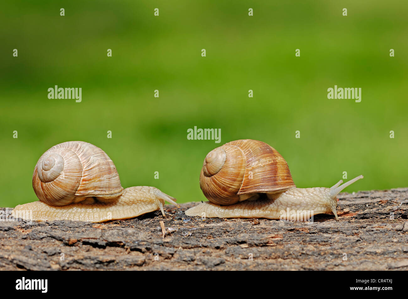 Burgundy Snails or Edible Snails (Helix pomatia), North Rhine ...