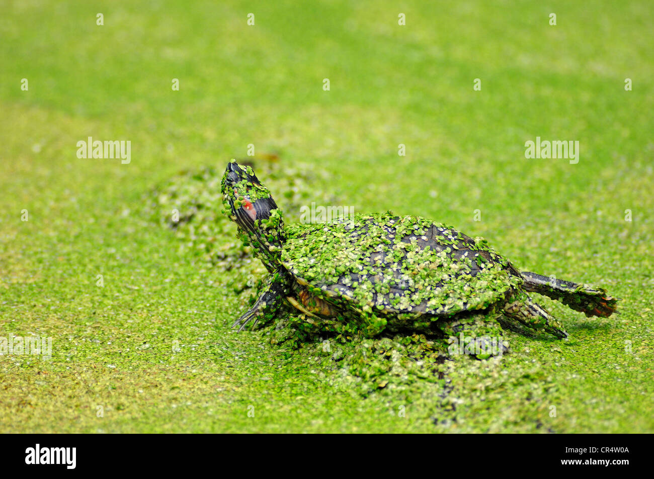 Red-eared Slider (Trachemys scripta elegans, Pseudemys scripta elegans ...