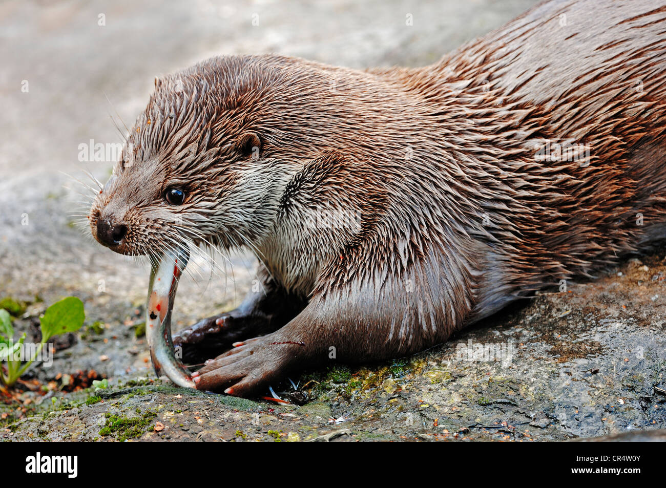 European Otter (Lutra lutra) eating a fish, in captivity, North Rhine ...