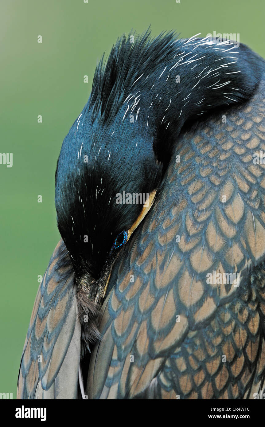 Great Black Cormorant (Phalacrocorax carbo), portrait, North Rhine ...