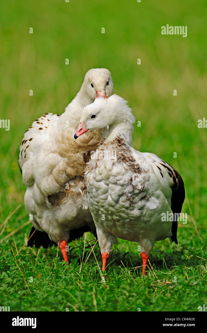 Andean Geese (Chloephaga melanoptera), pair during mutual preening ...