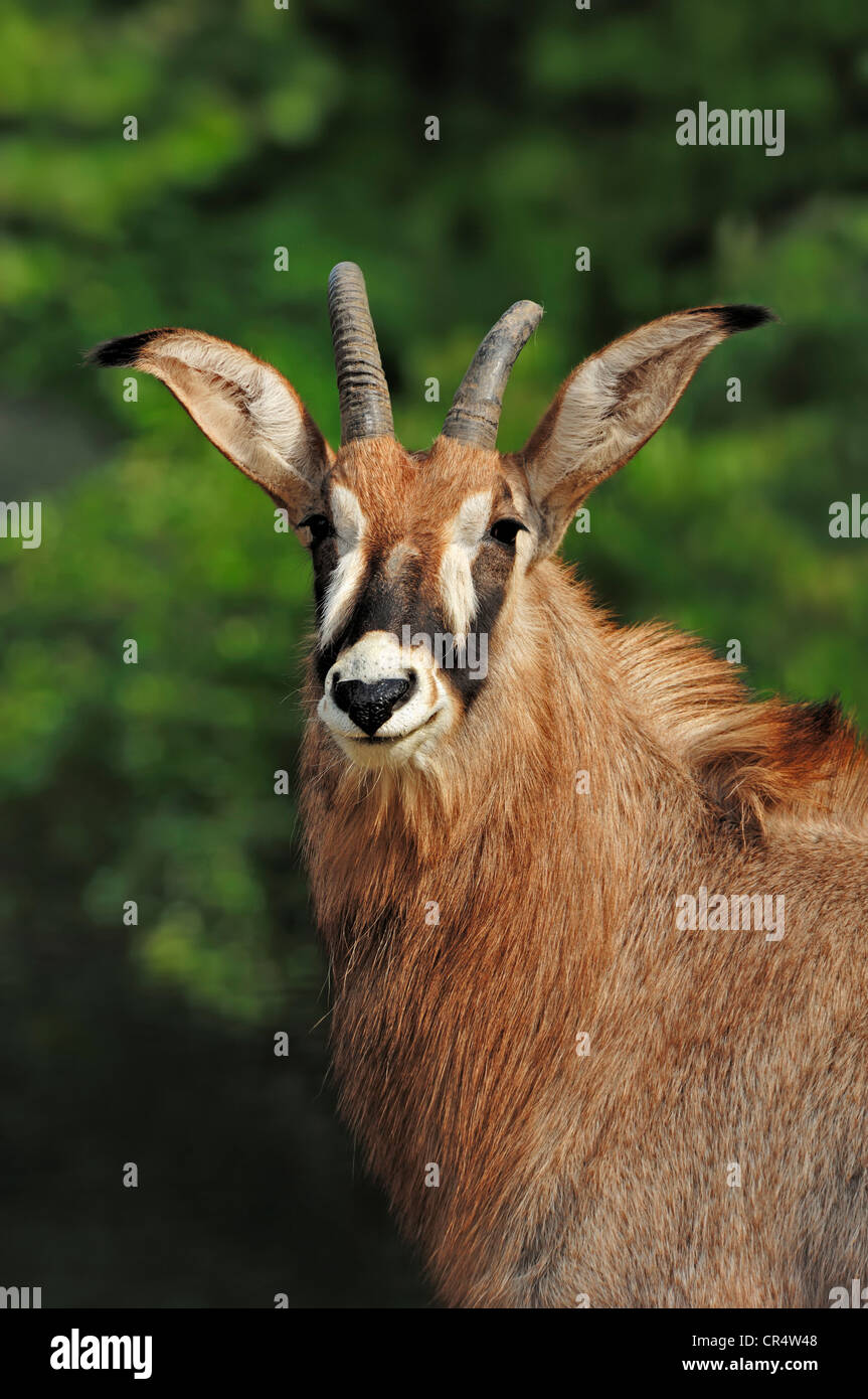 Roan Antelope (Hippotragus equinus), portrait, native to Africa, in ...