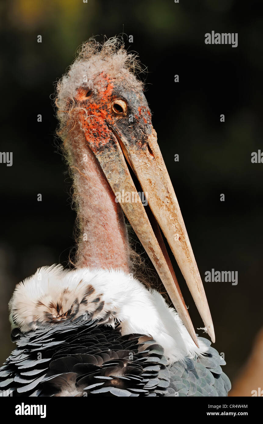 Marabou Stork (Leptoptilos crumeniferus), portrait, native to Africa ...