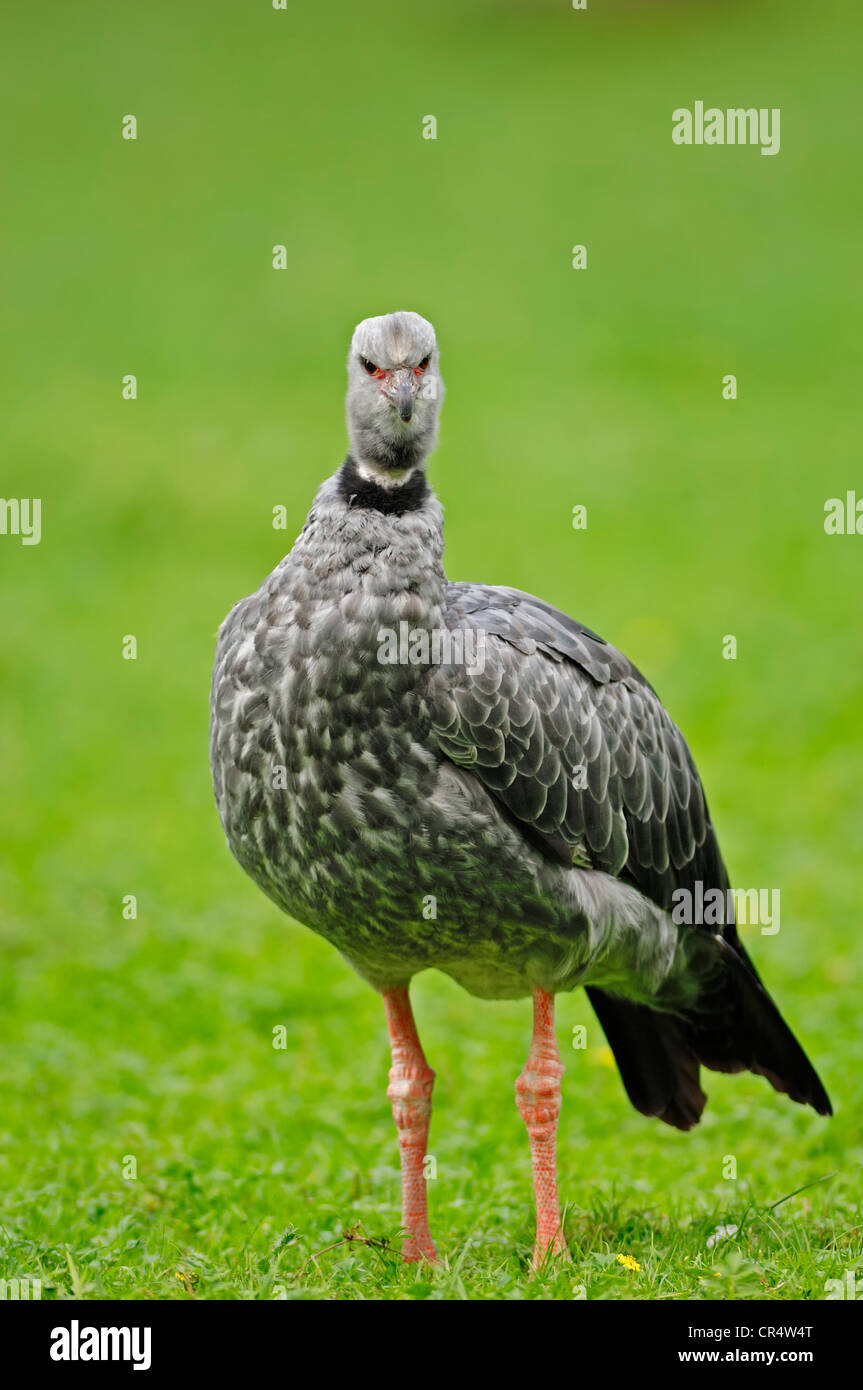 Southern Screamer or Crested Screamer (Chauna torquata), native to ...
