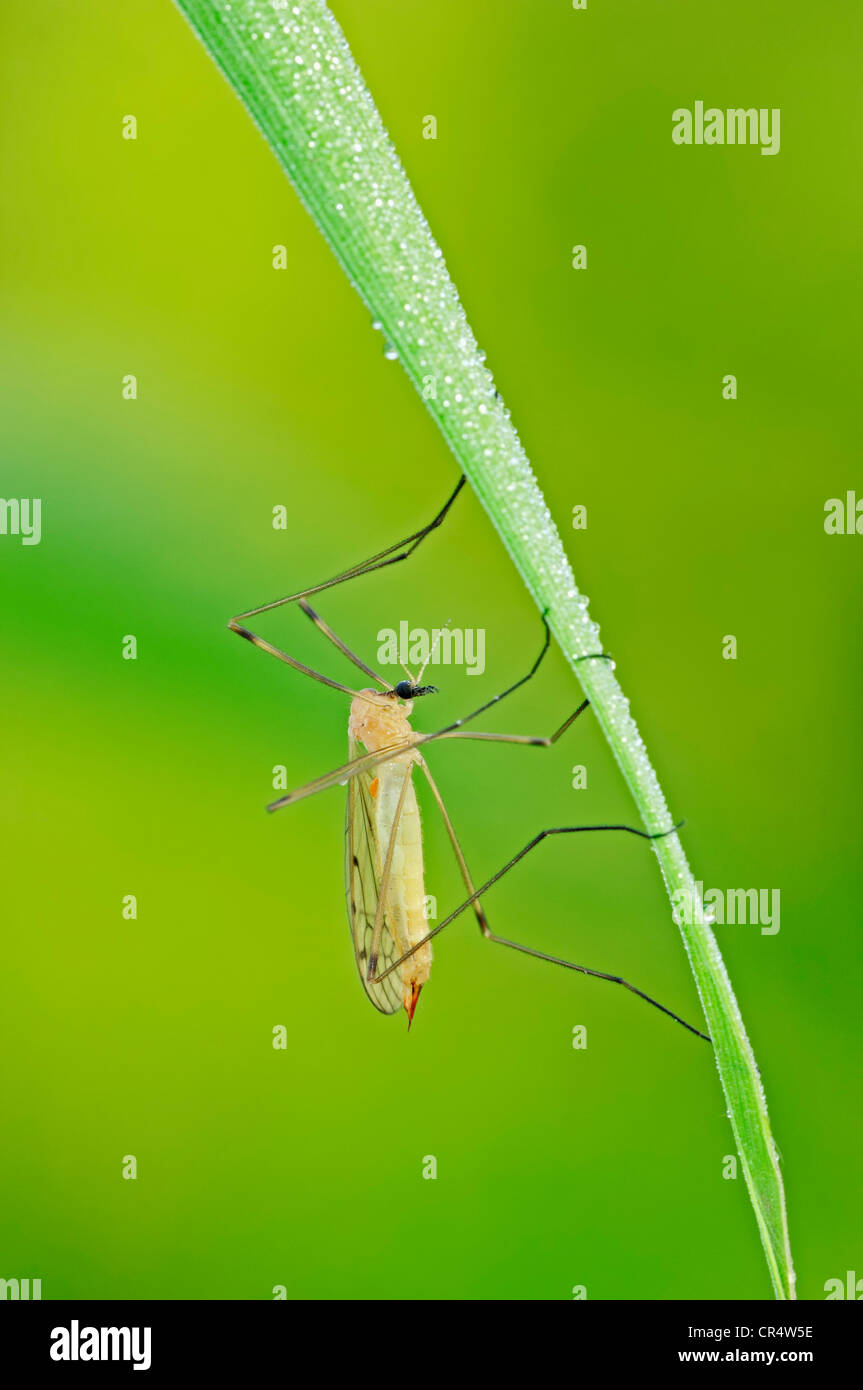 Cranefly limoniidae hi-res stock photography and images - Alamy