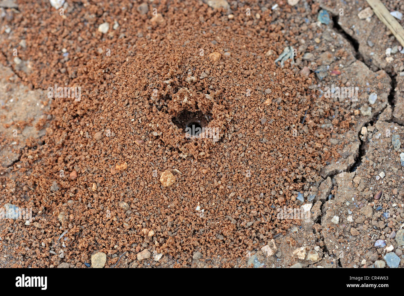 Nest hole of a Sand Bee (Andrena sp.), Provence, Southern France ...