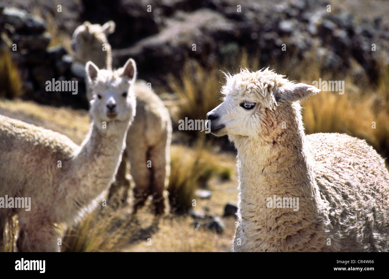 Alpacas. Cordillera de Vilcanota, Cuzco Department, Peru Stock Photo ...