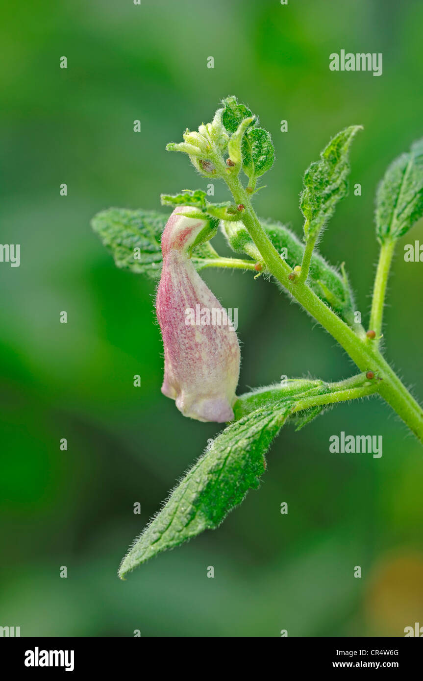Flowering Sesame (Sesamum indicum Stock Photo - Alamy