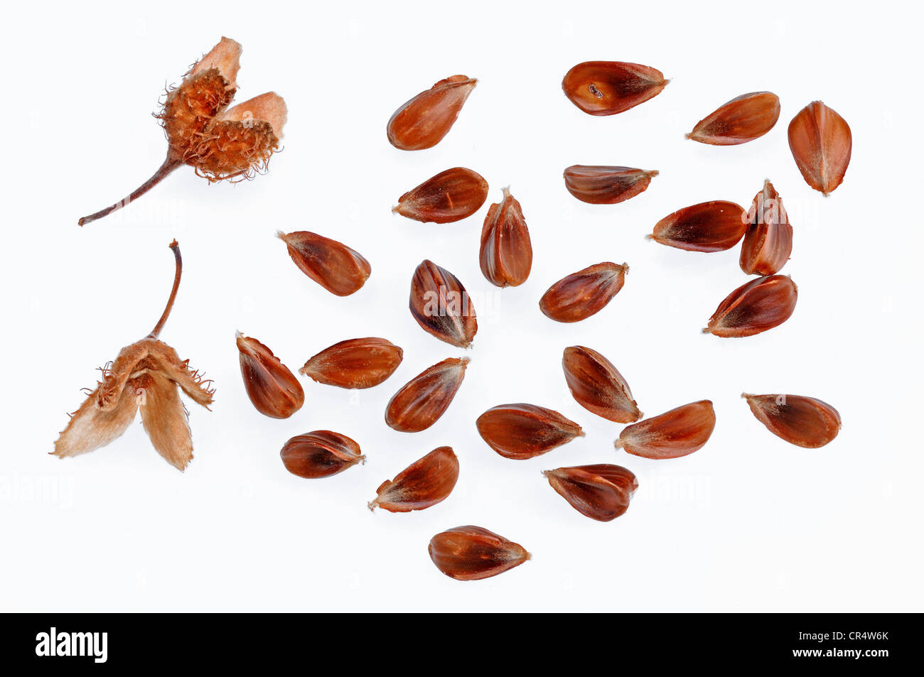 Beechnuts of the European Beech or Common Beech (Fagus sylvatica Stock ...