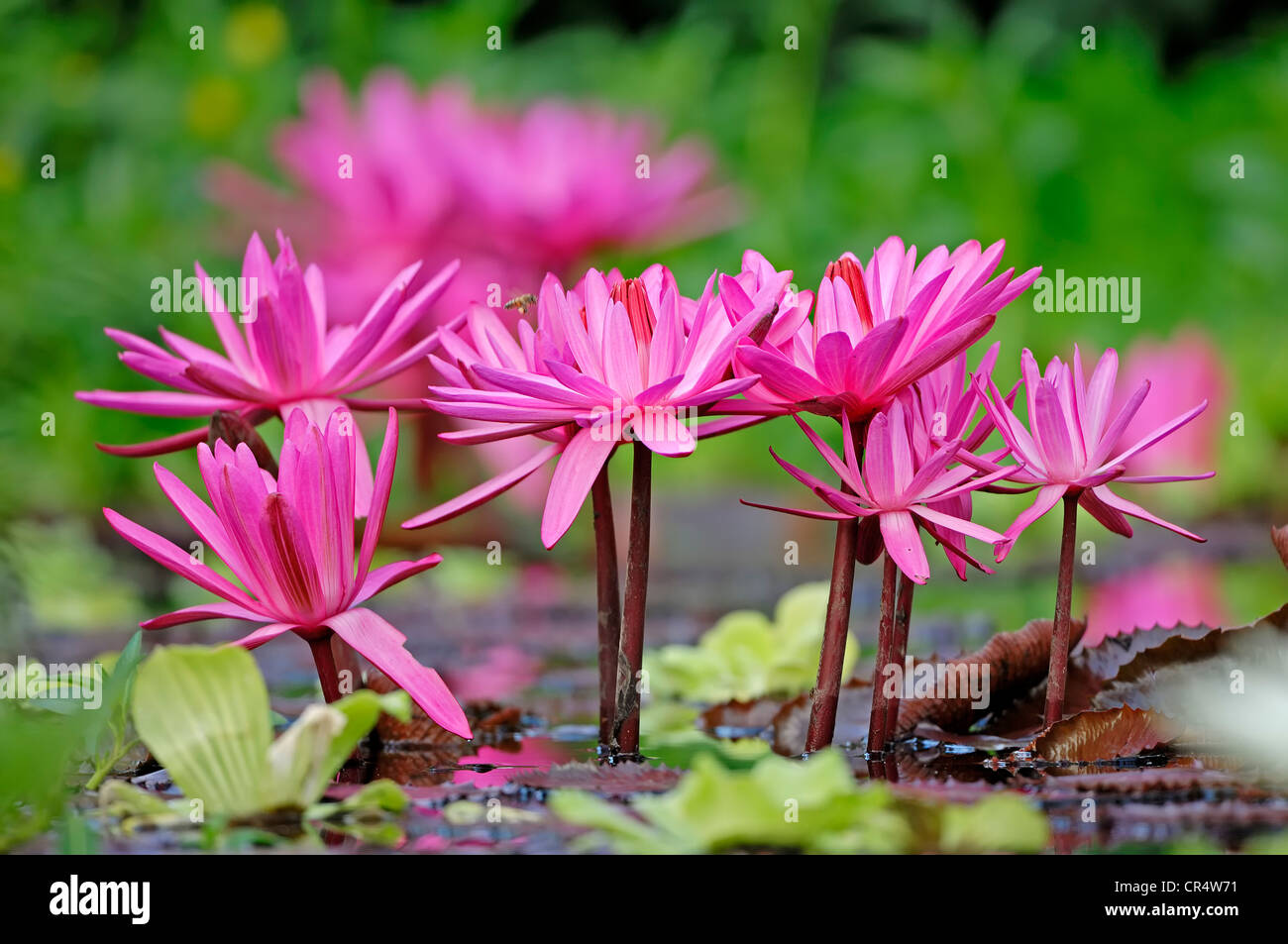 India red water-lily (Nymphaea rubra Stock Photo - Alamy