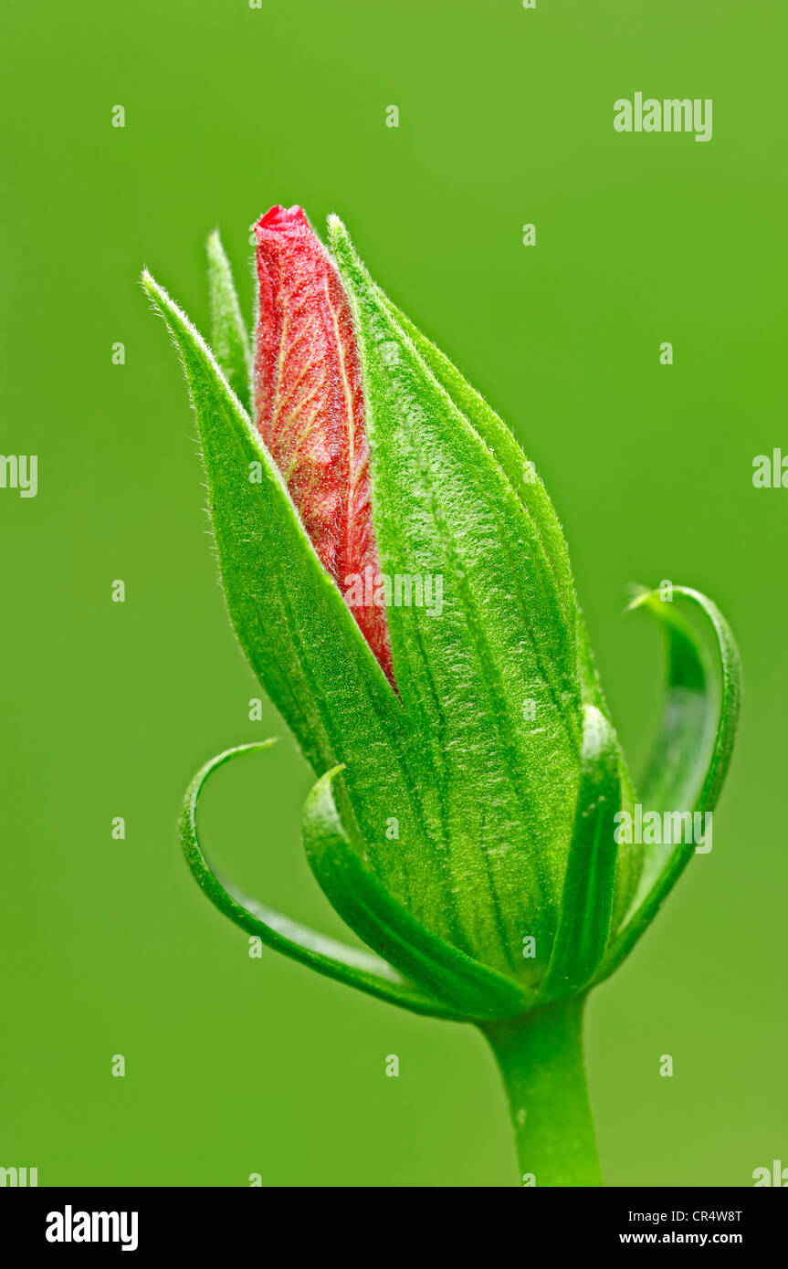 Chinese hibiscus, or China rose (Hibiscus rosa-sinensis), flower bud ...