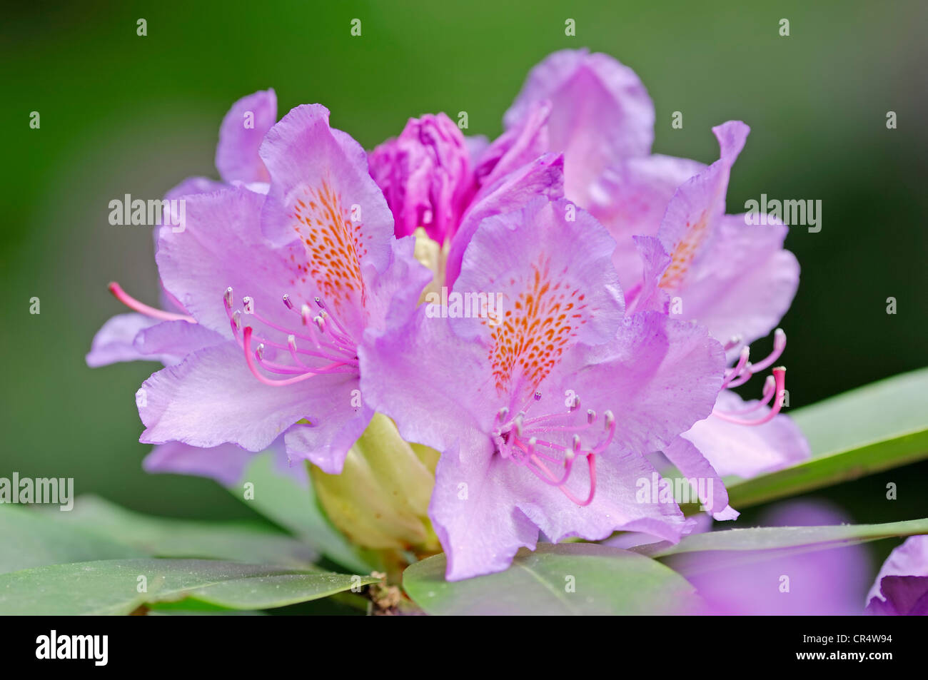Rhododendron (Rhododendron spec.) flowers Stock Photo - Alamy