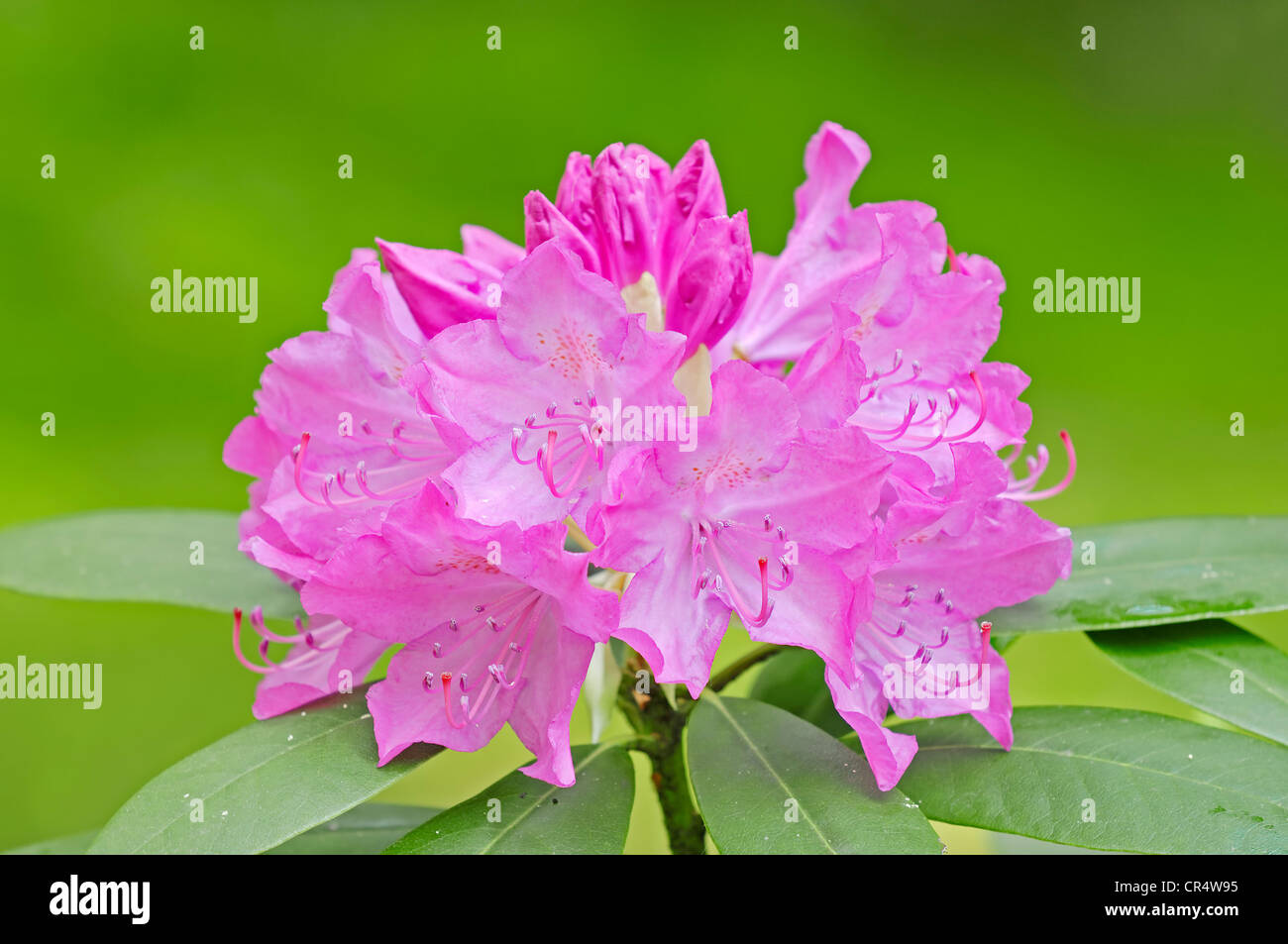 Rhododendron rhododendron spec hi-res stock photography and images - Alamy