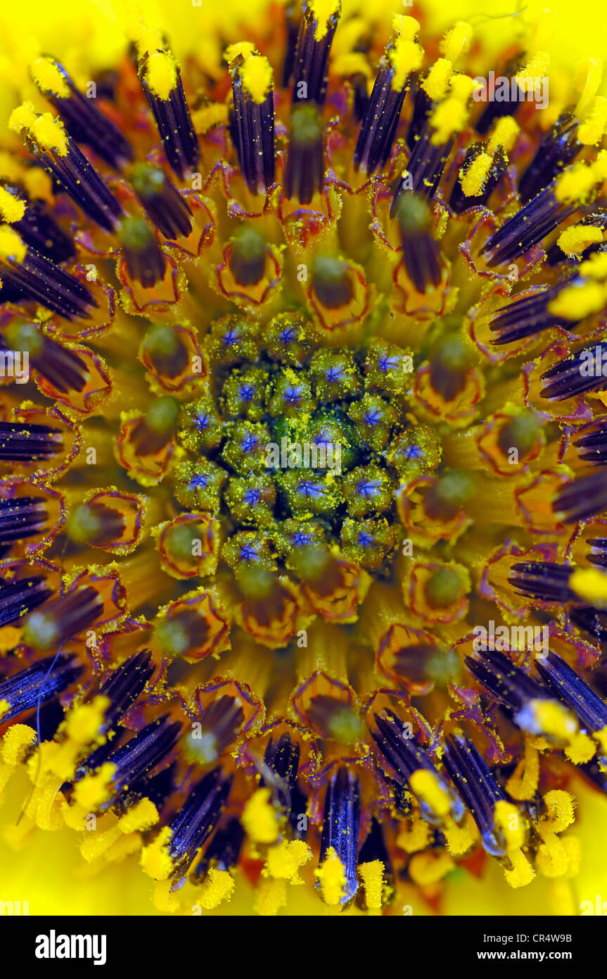 Stiff sunflower (Helianthus rigidus), flower detail, native to North ...