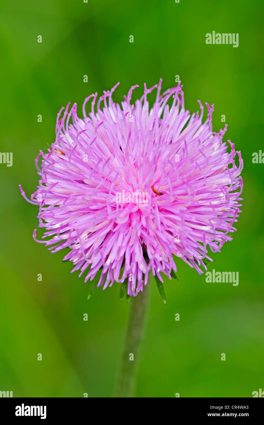 Alpine thistle (Carduus defloratus), Berchtesgaden National Park ...