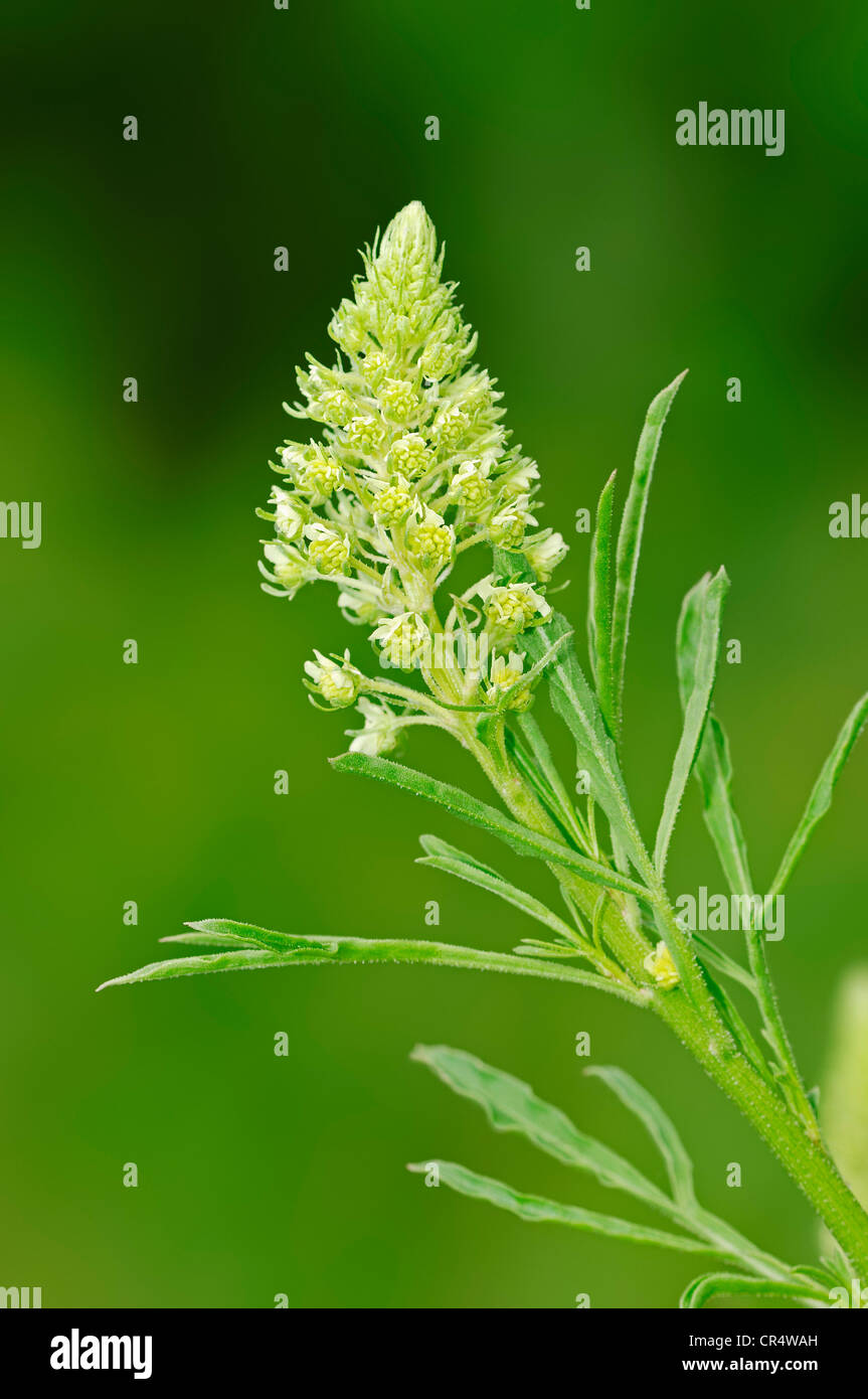 Wild mignonette (Reseda lutea), North Rhine-Westphalia, Germany, Europe ...