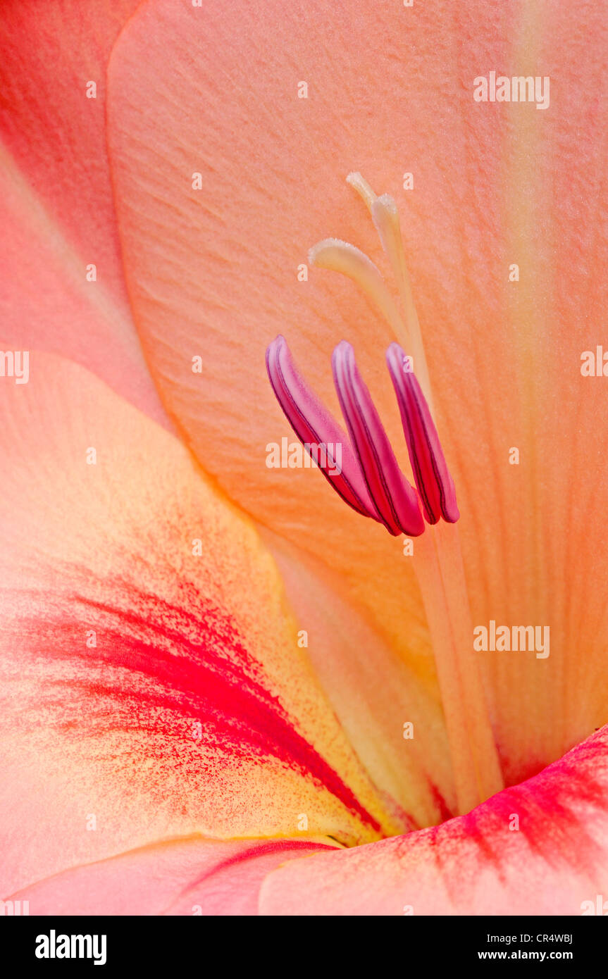 Gladiolus (Gladiolus hortulanus), flower detail Stock Photo - Alamy