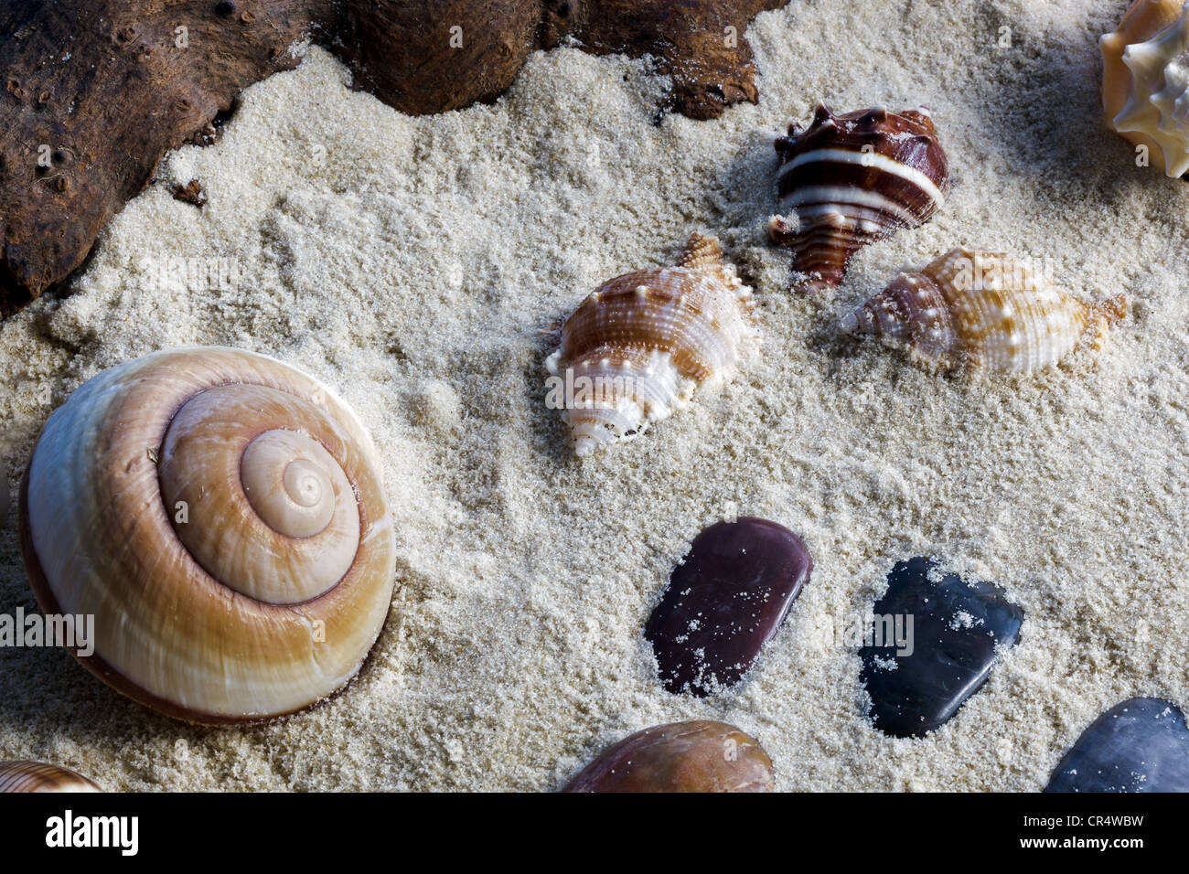 Shells and stones Stock Photo - Alamy