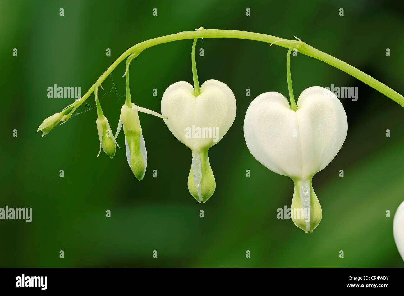 Old-fashioned bleeding-heart, or Lyre-flower (Dicentra spectabilis ...