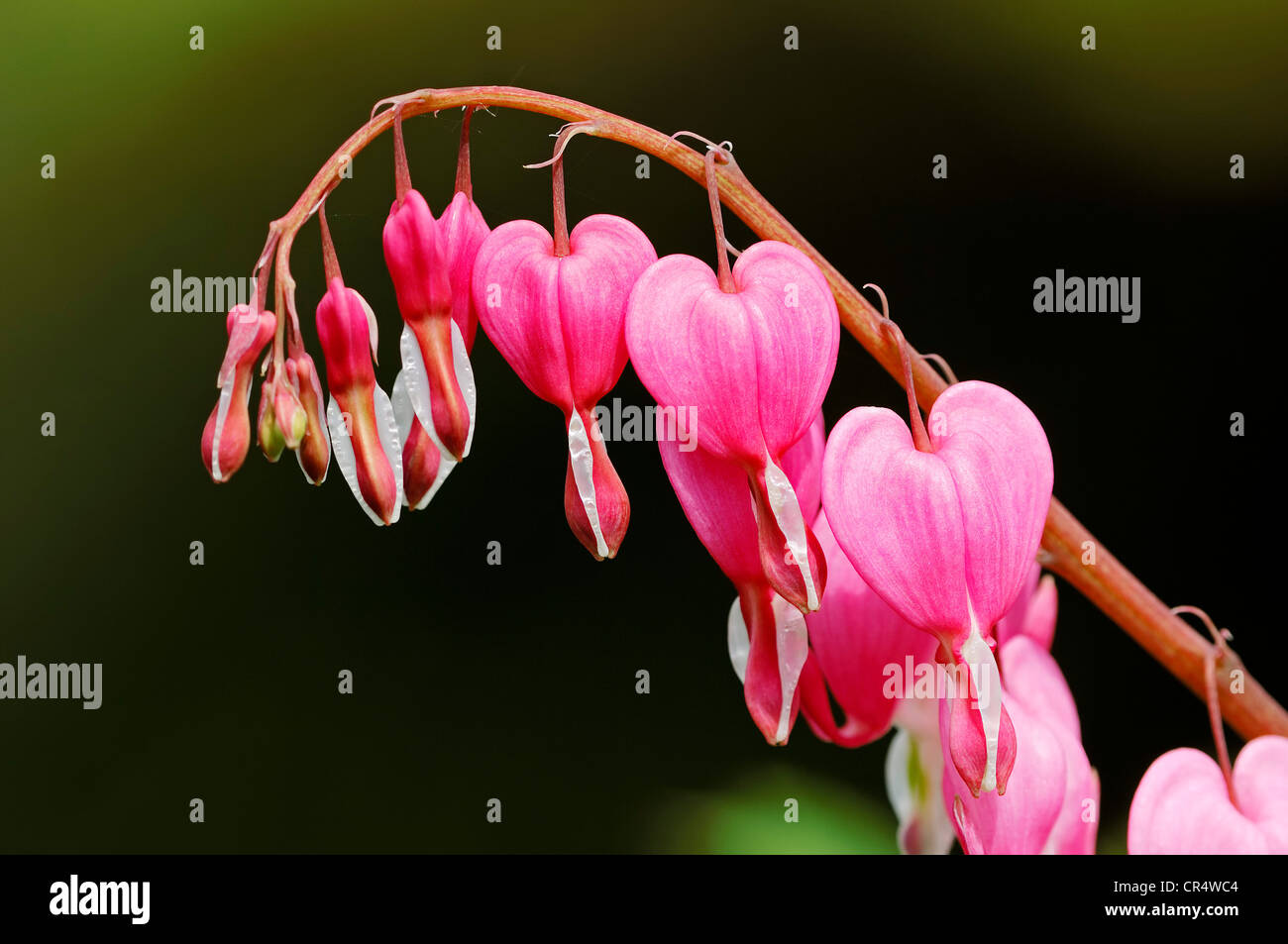 Old-fashioned bleeding-heart, or Lyre-flower (Dicentra spectabilis ...