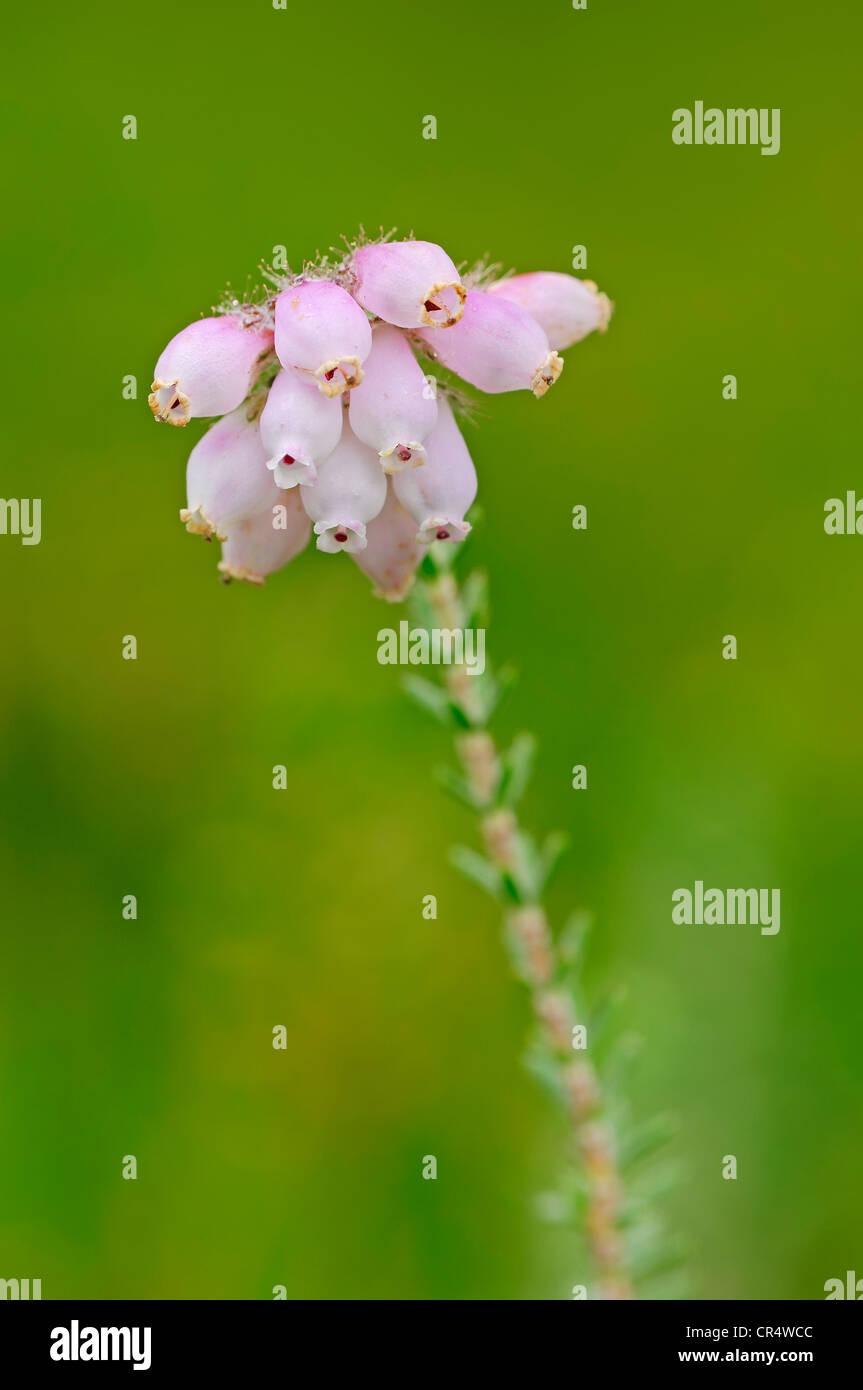 Cross-leaved Heath (Erica tetralix), flowering Stock Photo - Alamy