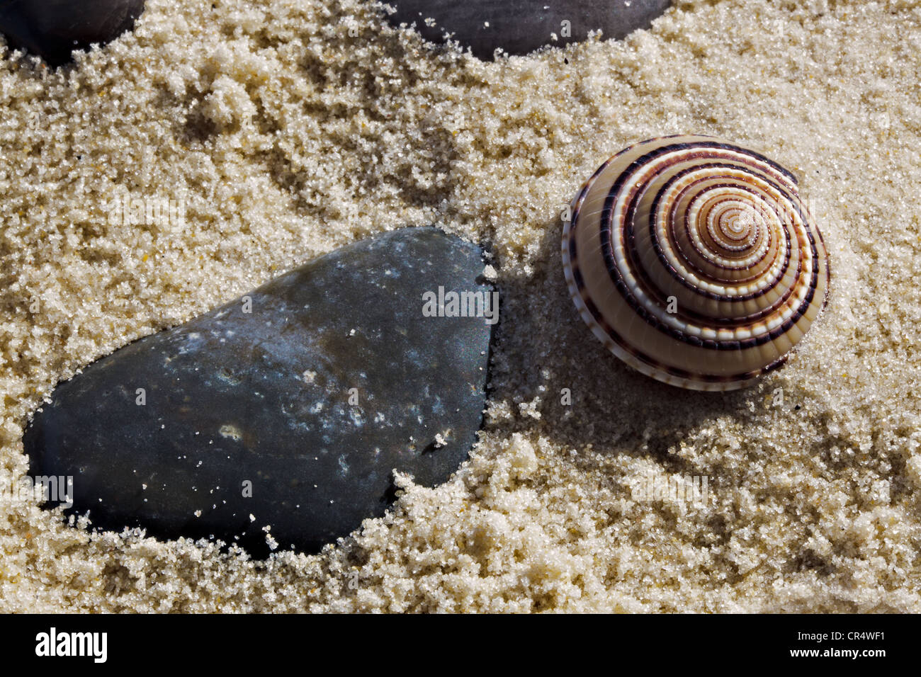 Small Sundial seashell Stock Photo - Alamy