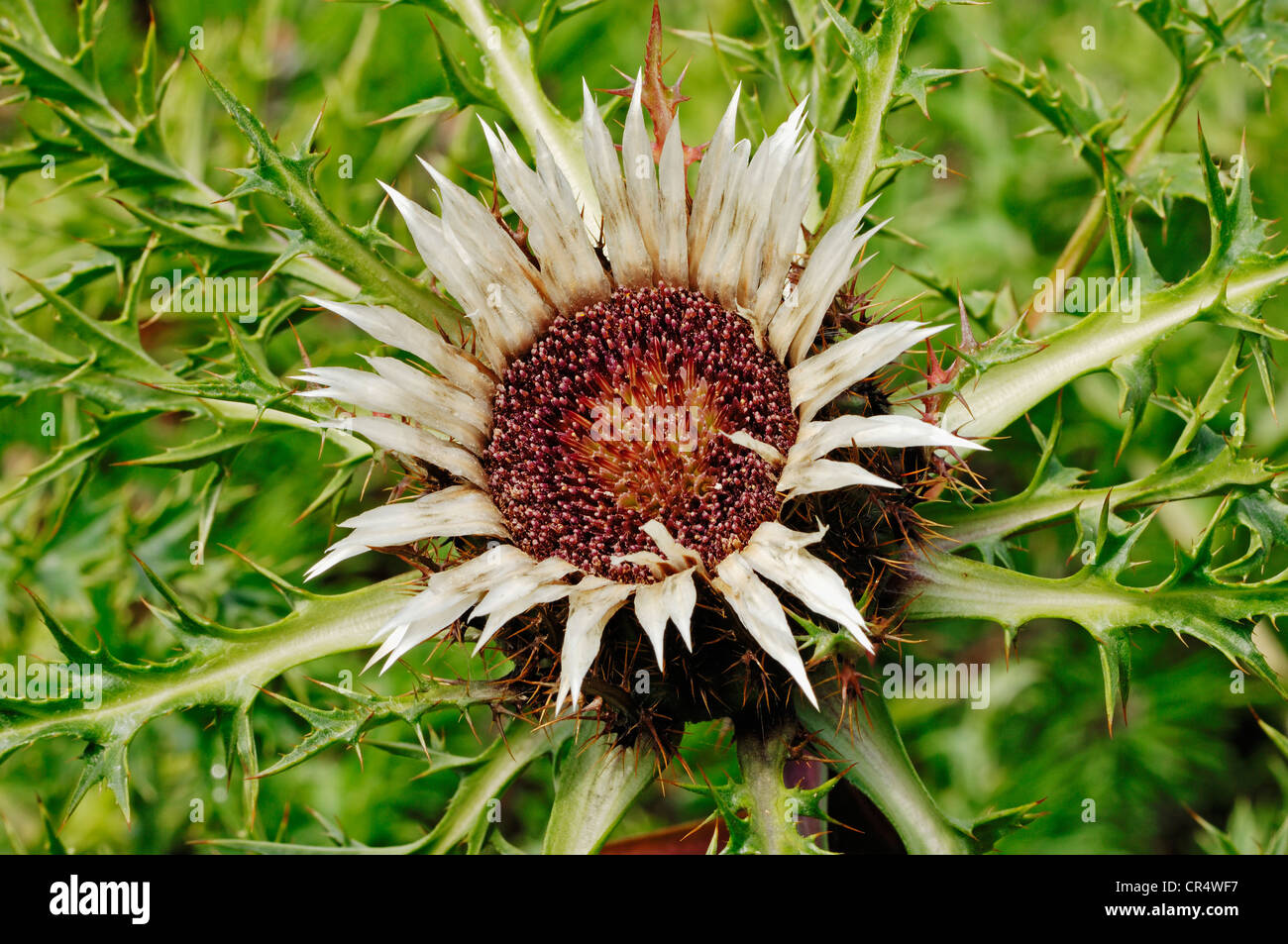 Stemless carline thistle, Dwarf carline thistle, or Silver thistle ...