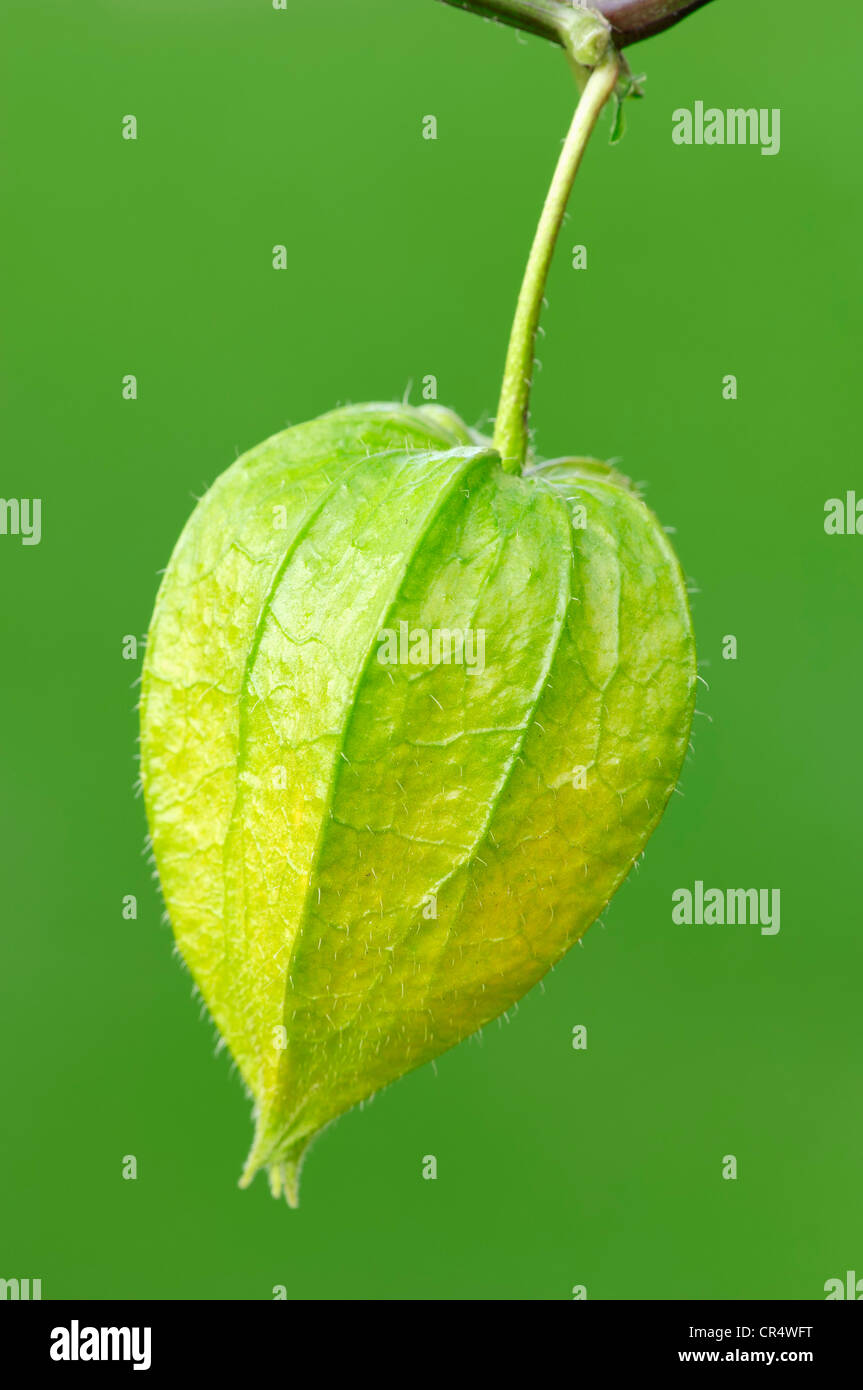 Bladder cherry, Chinese lantern, Japanese lantern, or Winter cherry ...