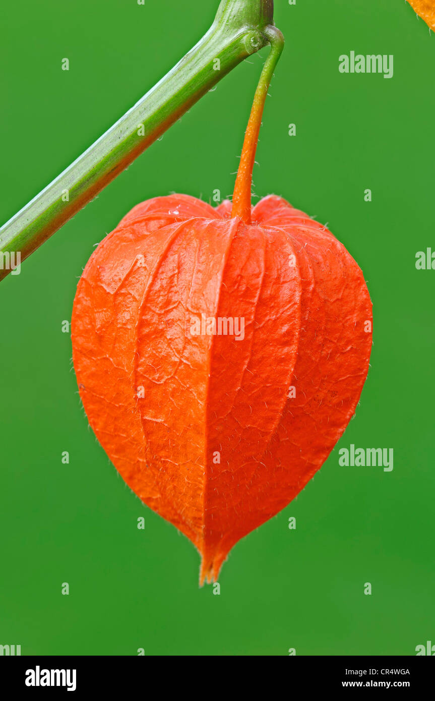 Bladder cherry, Chinese lantern, Japanese lantern, or Winter cherry ...