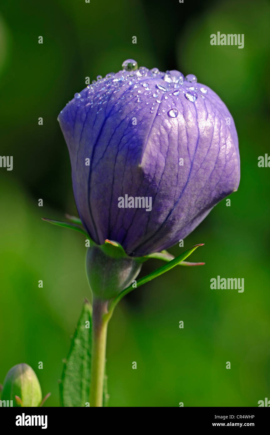 Chinese bellflower, Japanese bellflower, or Common balloon flower, or ...