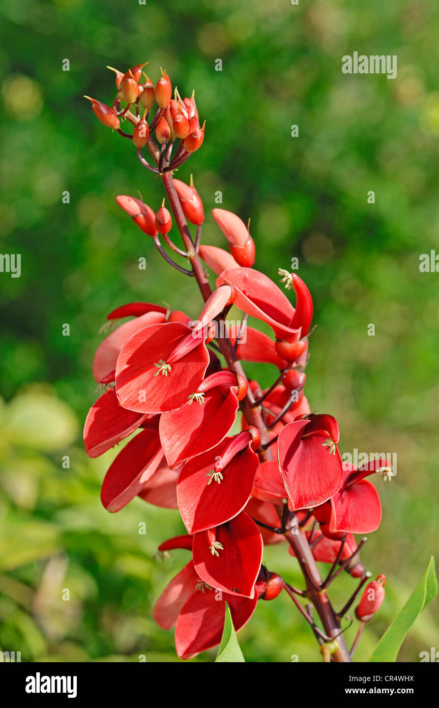 Cockspur coral tree (Erythrina crista-galli), native to South America ...
