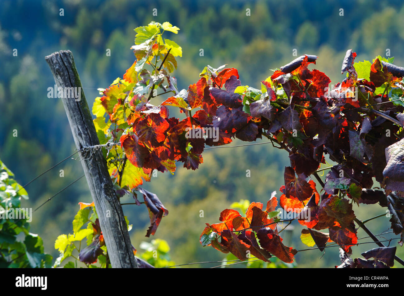 Grapevines in a vineyard, wine region, Southern Styria, Styria, Austria ...