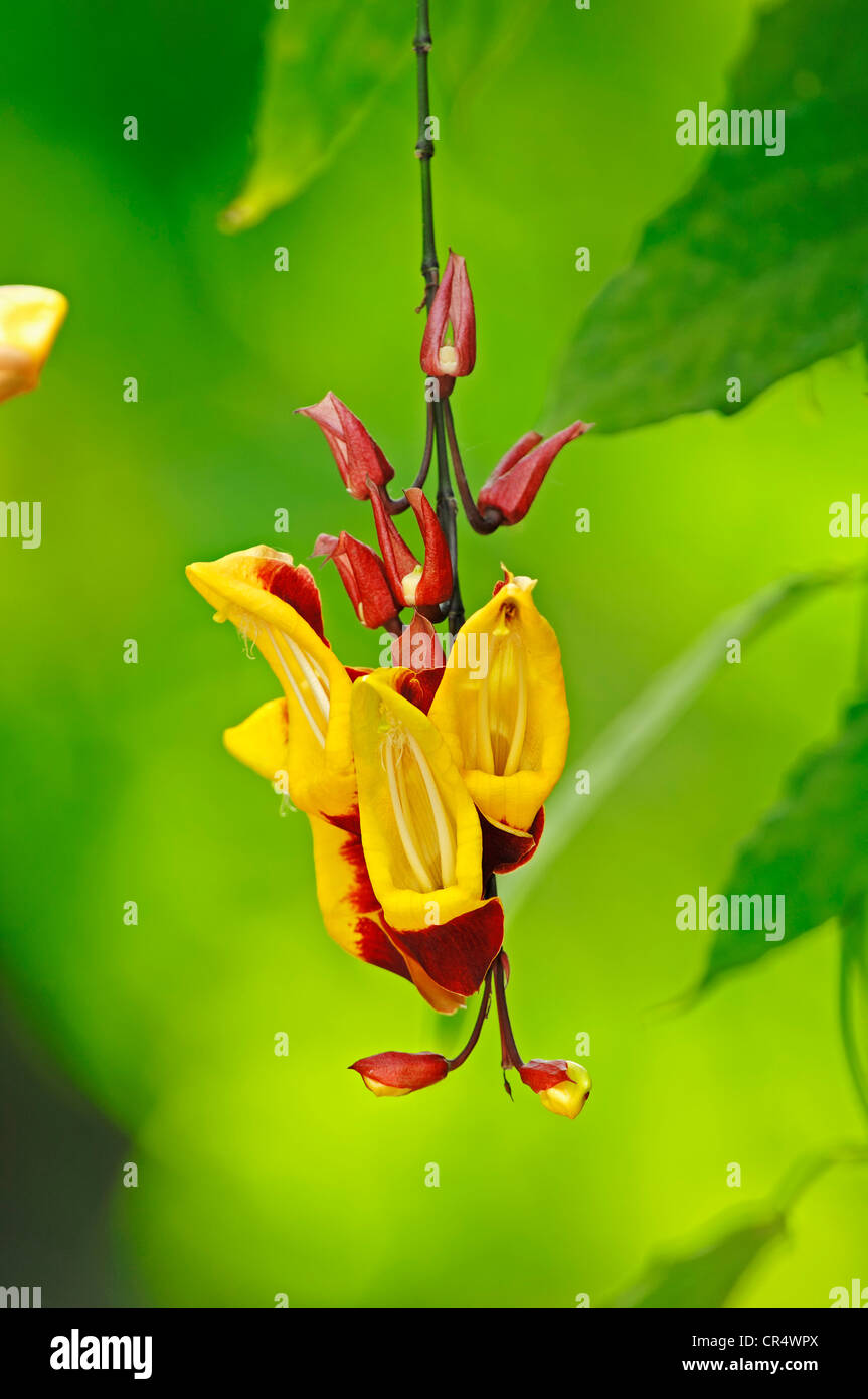 Indian Clock Vine (Thunbergia mysorensis), flowers, native to India ...