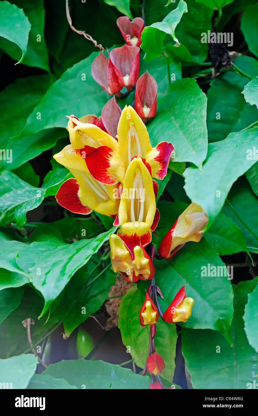 Indian Clock Vine (Thunbergia mysorensis), flowers, native to India ...