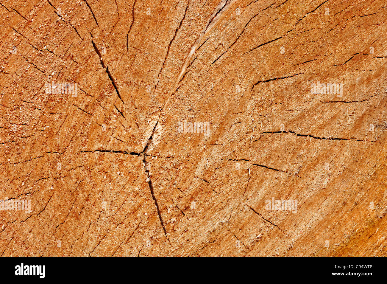 Wood trunk cross section hi-res stock photography and images - Alamy