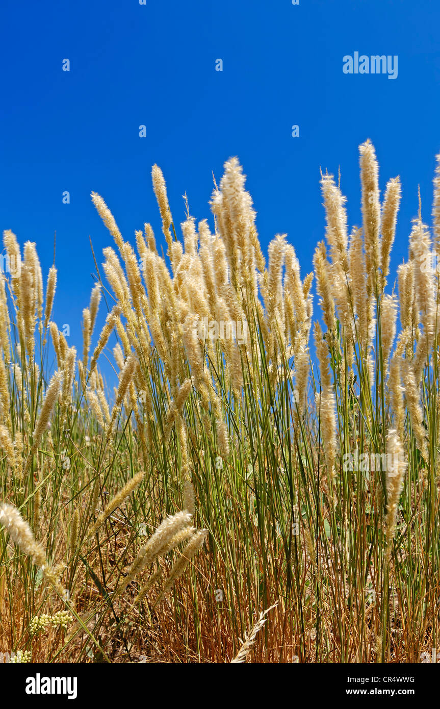 European Marram Grass or European Beachgrass (Ammophila arenaria ...