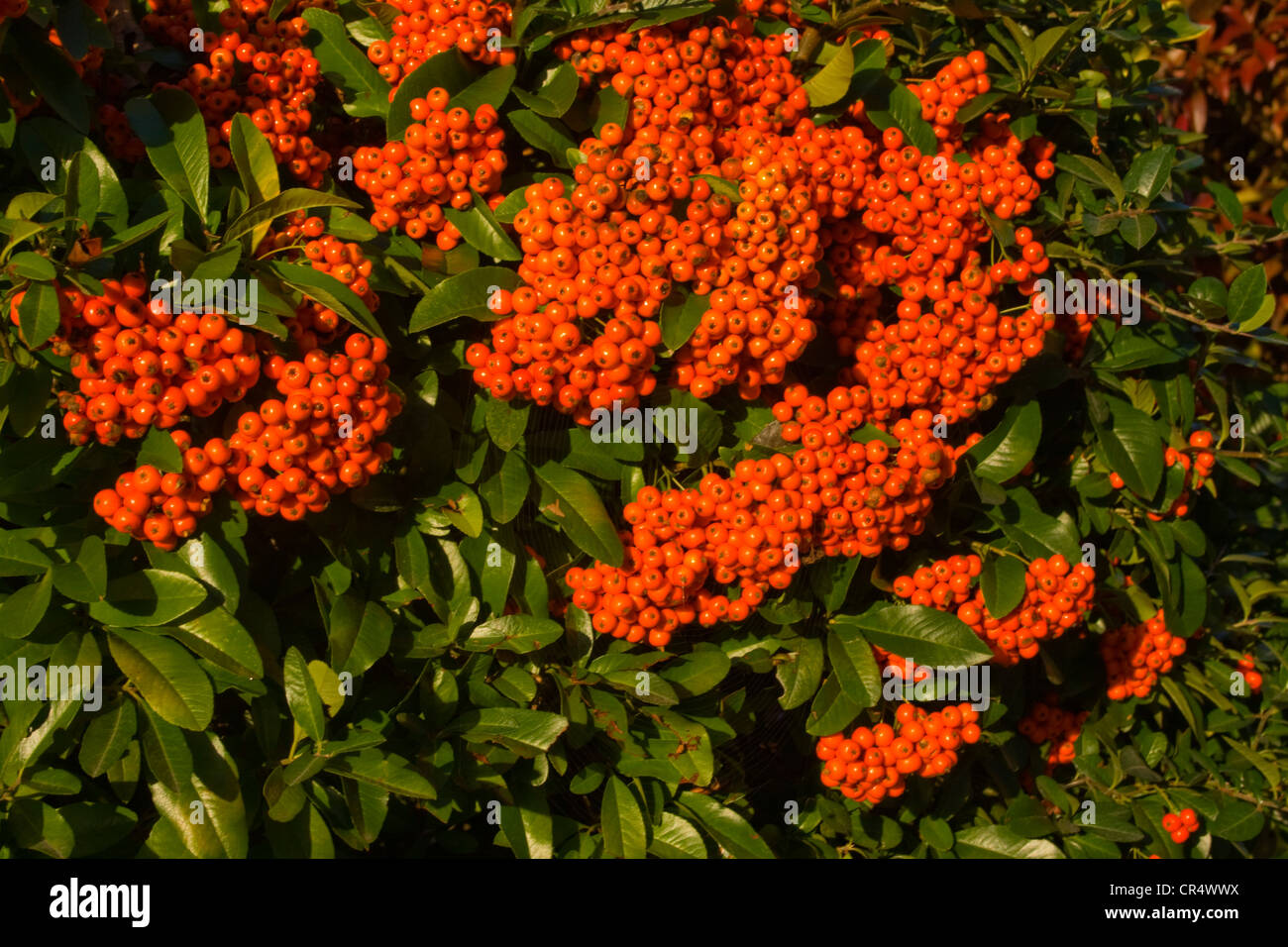 Pyracantha Firethorn Shrub Stock Photo - Alamy