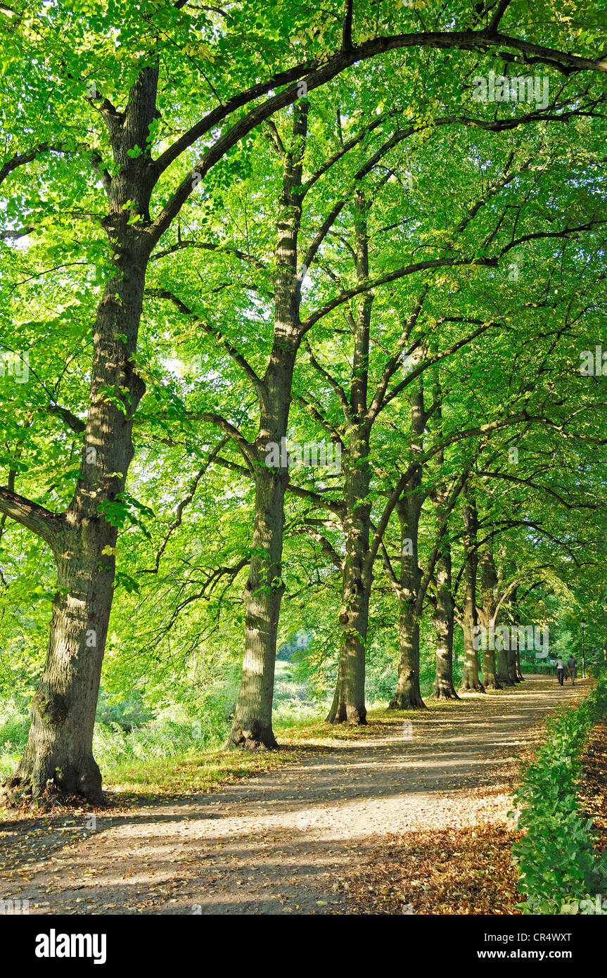 Lime Trees or Lindens (Tilia spec.) alongside a path, North Rhine ...