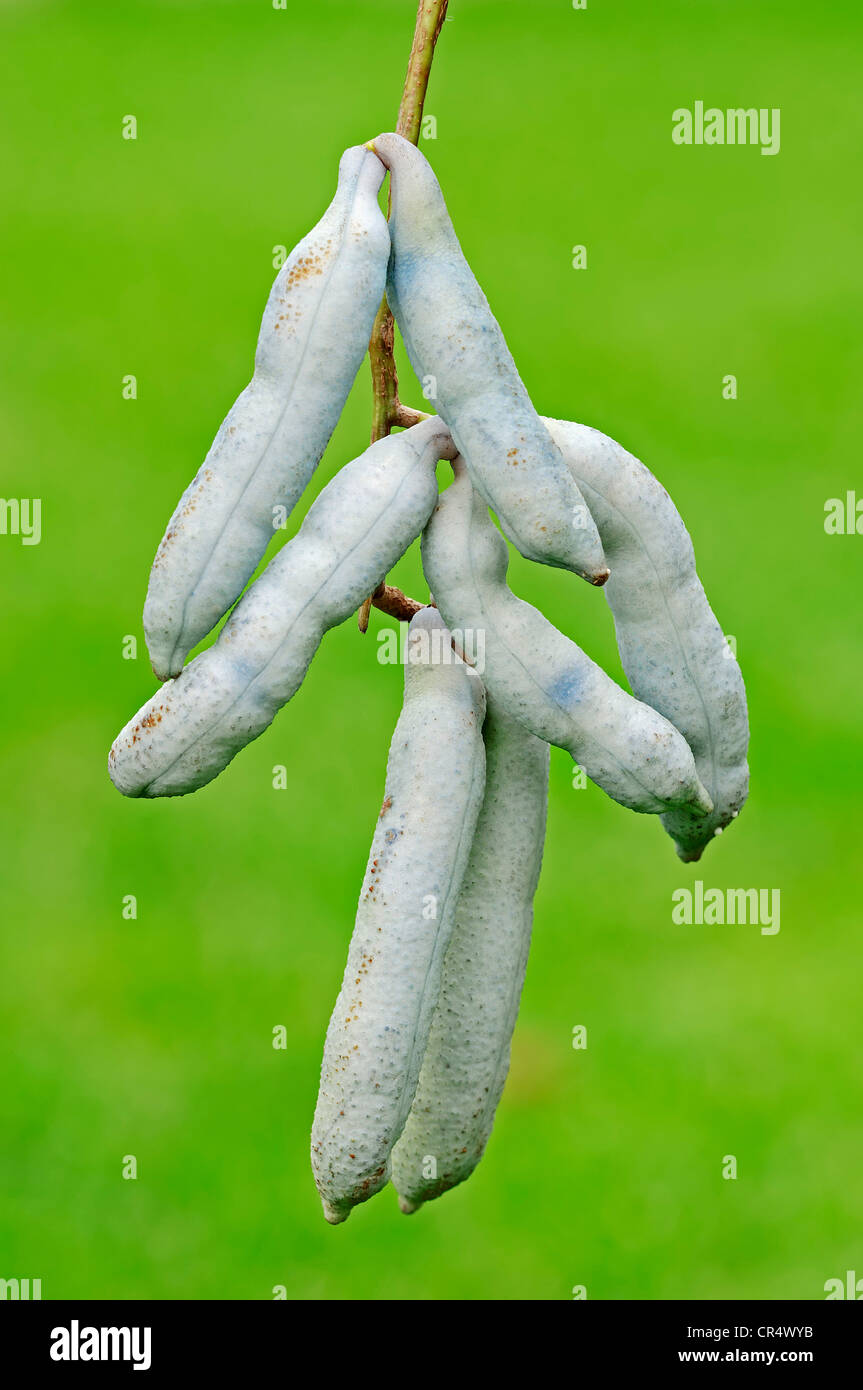 Native plants of china hi-res stock photography and images - Alamy