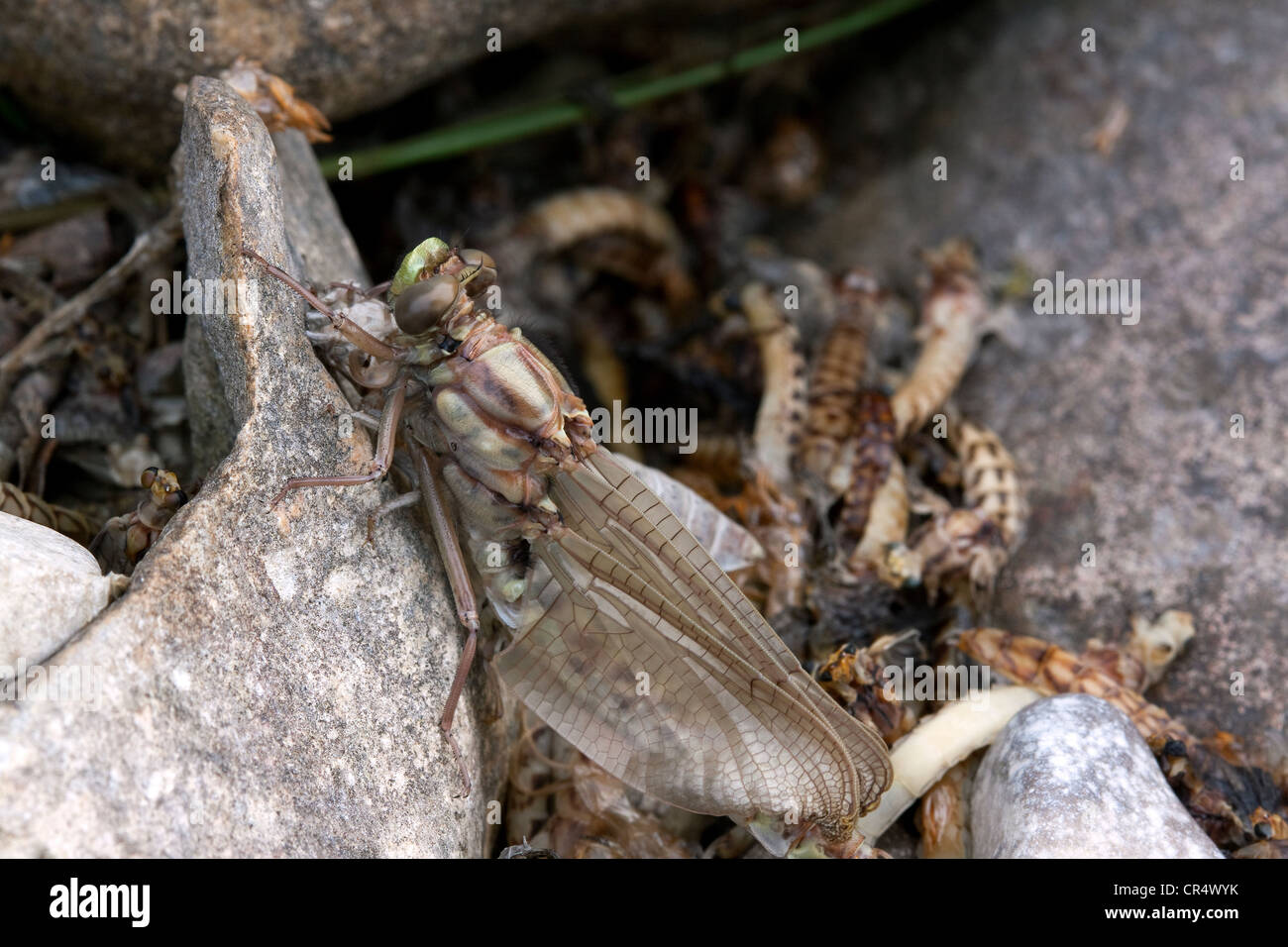 Metamorphosis, Dragonfly adult just emerged from nymphal skin Eastern ...