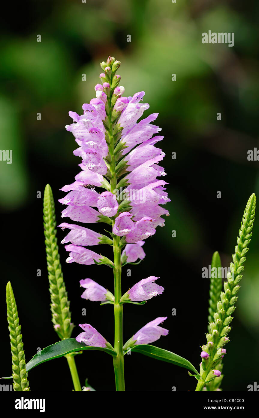 Obedient Plant or False Dragonhead (Physostegia virginiana), native to ...