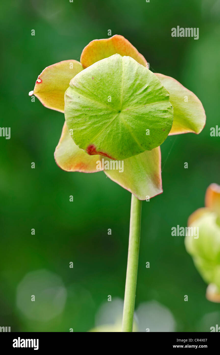 Purple Pitcher Plant or Side-saddle Flower (Sarracenia purpurea ...