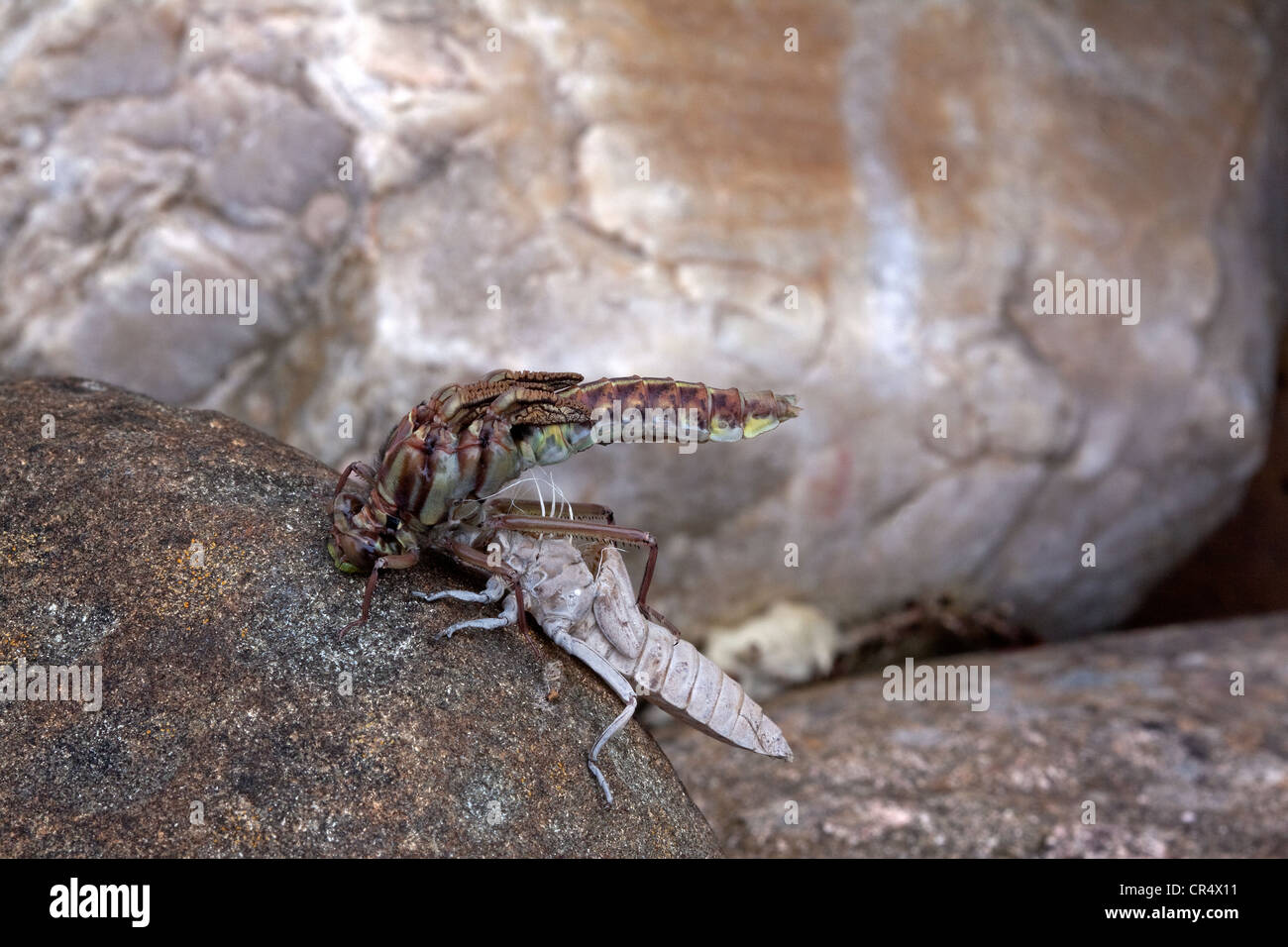 Dragonfly emerging from nymph phase hi-res stock photography and images ...